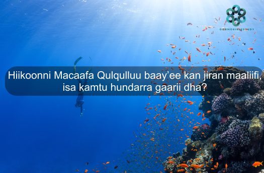 Hiikkaa Macaafa Qulqulluu